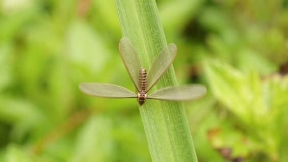 Laron: Berita Laron Terbaru dan Terupdate - kumparan