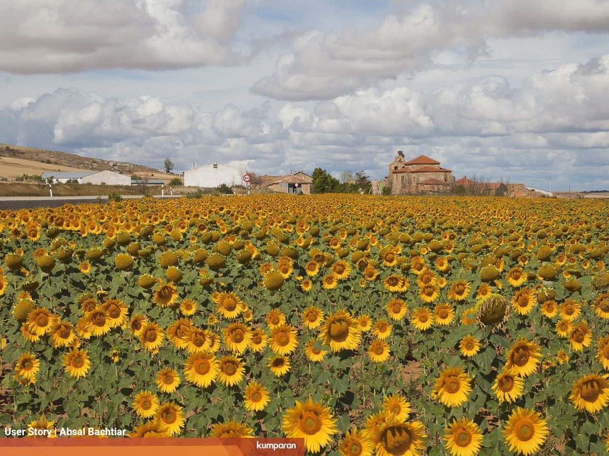 41+ Bunga Matahari Contoh Gerak Terbaru - Informasi Seputar Tanaman Hias