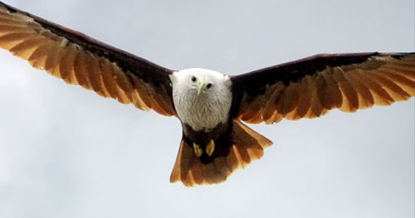 Konten dari mas hendri - kumparan