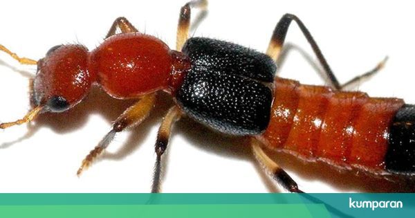 ‘Semut Charlie’ adalah Tomcat yang Pernah Heboh di Indonesia 2012 Lalu ...