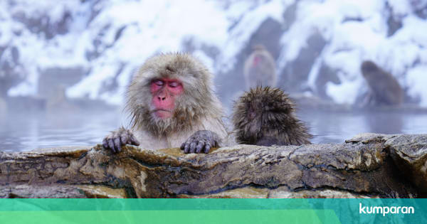 Kenapa Monyet Jepang Suka Mandi Air Panas seperti Manusia? - kumparan.com