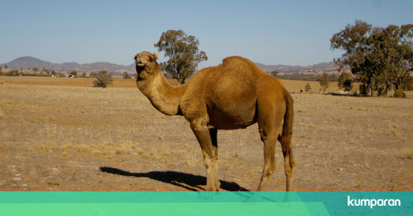 Benarkah Punuk Unta Berfungsi untuk Simpan Air? Ini Faktanya - kumparan.com