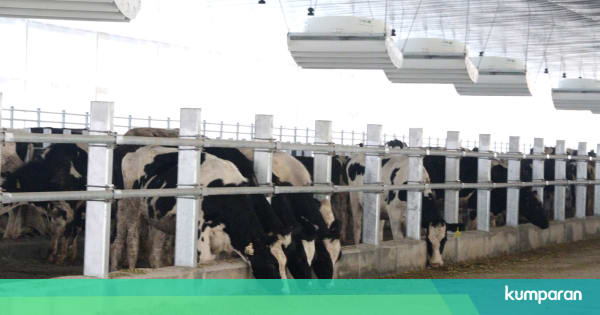 Melihat Proses Pengolahan Susu Sapi Segar Jadi Susu UHT - kumparan.com