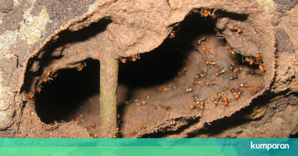 Ini Bedanya Rayap dan Laron: Kisah Hewan yang Harus Mati Jika Jomblo ...