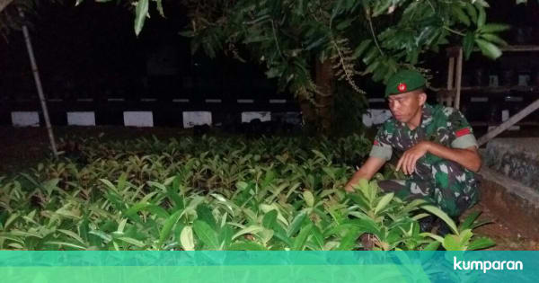 TNI Sukses Budi Daya Pohon Torem yang Terancam Punah - kumparan.com