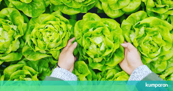 Mengenal 5 Jenis Selada yang Ada di Dunia - kumparan.com