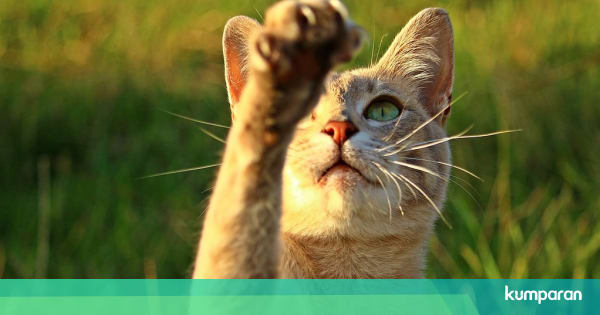 Mengenal FIP, Penyakit Kucing yang Langka dan Mematikan - kumparan.com