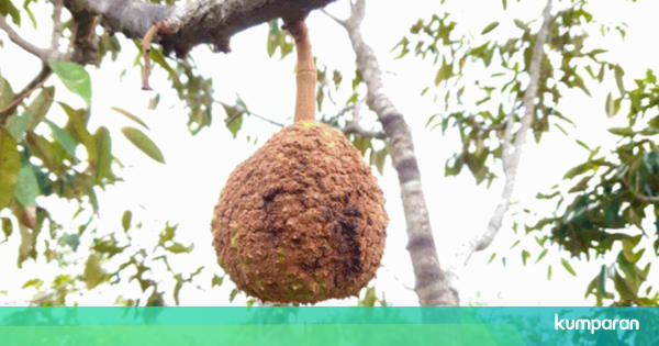 Ini Dia Durian Gundul tanpa Duri Asli Lombok, Berbuah Setelah 12 Tahun - kumparan.com