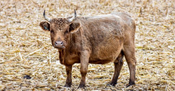 Viral Kemunculan Sapi Mini, Adakah di Indonesia? - kumparan.com