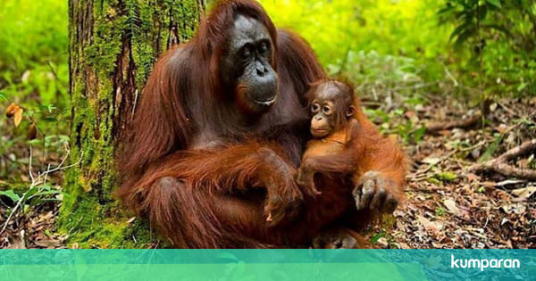 Primata Terancam Punah Akibat Kehilangan Tempat Tinggal - kumparan.com