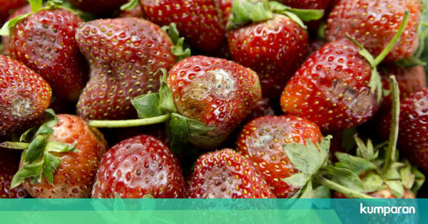 Apa yang Menyebabkan Buah dan Sayuran Membusuk? - kumparan.com