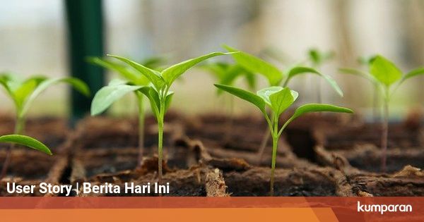 Contoh Tumbuhan Stek dan Cara Menanam Menggunakan Metode Stek ...