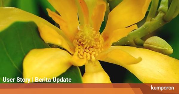 Lagu Daerah Bungong Jeumpa, Menceritakan Keindahan Bunga Kebanggaan ...