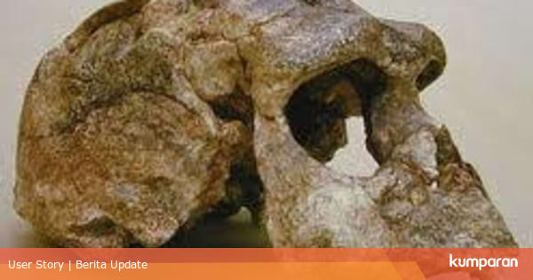 Pithecanthropus Erectus dan Manusia Purba Lain yang Ada di Indonesia ...