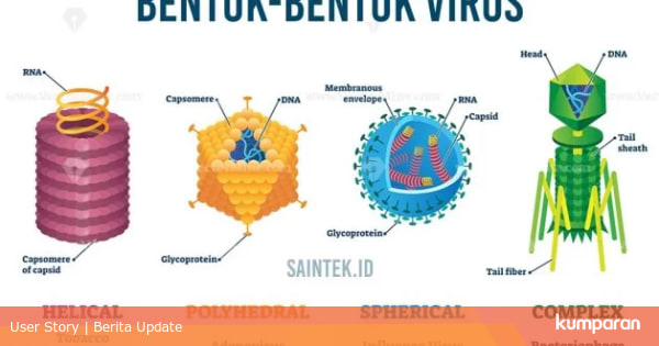 Mengenal Ciri Ciri Virus dan Struktur Penyusun Tubuhnya - kumparan.com