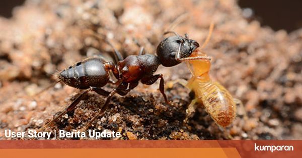 Simbiosis Netralisme dan Contohnya di Alam Sekitar - kumparan.com