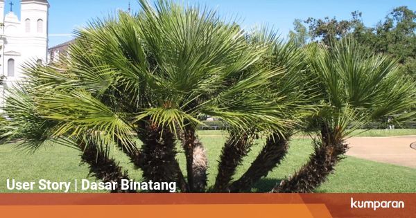 Punya Taman Kecil? 5 Pohon Ini Cocok untuk Menghiasi Halaman Rumah ...