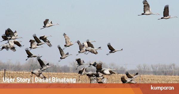 Mengenal Crane, Burung Jenjang yang Dapat Bermigrasi Jauh - kumparan.com