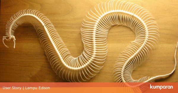 Ular Pernah Memiliki Empat Kaki - kumparan.com