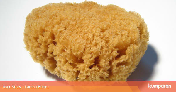 Hewan Paling Sederhana di Dunia - kumparan.com