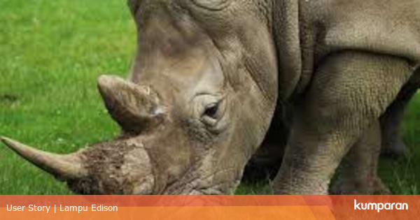 Terbuat dari Apa Cula Badak? - kumparan.com