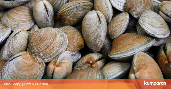 Reproduksi Unik Kerang - kumparan.com