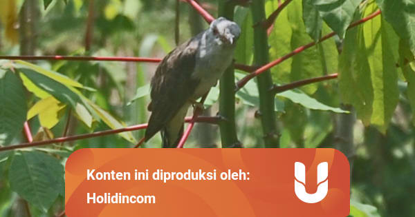 Sirit Uncuing, Burung Pembawa Berita ... - kumparan.com