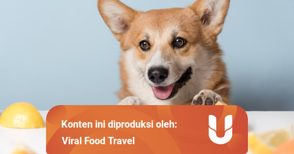 Viral Aksi Anjing 'Dead Corgi' Bermandikan Buah Naga yang Ramai di ...