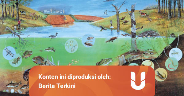 Contoh Rantai Makanan di Sungai dan Pengertiannya yang Perlu Diketahui ...