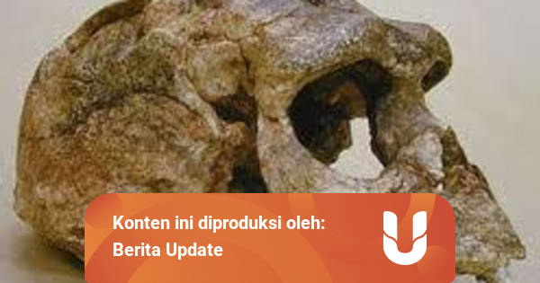 Pithecanthropus Erectus dan Manusia Purba Lain yang Ada di Indonesia ...