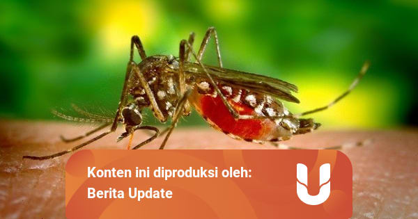 Simbiosis Parasitisme, Ini 5 Contohnya! - kumparan.com