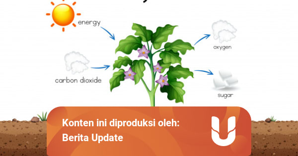 Fotosintesis Pada Tumbuhan Ternyata Penting Sekali, Begini ...