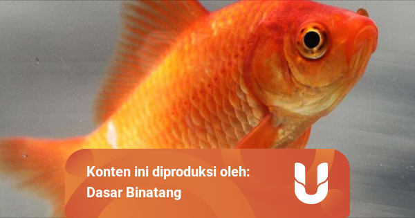 Benarkah Ikan Mas Hanya Memiliki Ingatan Tiga Detik? Ini Faktanya ...