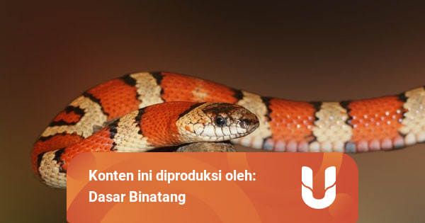 Proses Perkawinan dan Perkembangbiakan Ular - kumparan.com