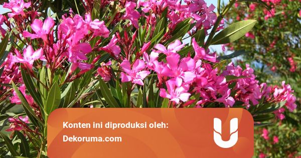 Bunga Jepun, Tanaman Hias Cantik Yang Punya Racun Mematikan - kumparan.com