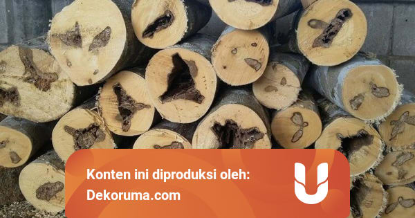 Mengenal Kayu Gaharu, Kayu Mahal Asli Indonesia yang Mendunia ...