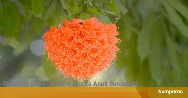 Bunga Lampion, Si Cantik dari Venezuela yang Sedang Mekar di Surabaya ...