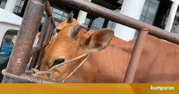Sapi Kurban Presiden Jokowi Seberat 1,2 Ton Berasal dari Rasau Jaya ...