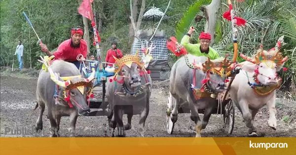 Situasi Pandemi COVID-19, Tradisi Makepung di Jembrana, Bali ...