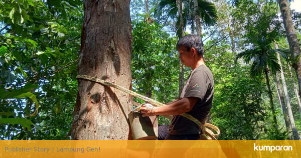Mengunjungi Desa Pahmungan Penghasil Damar di Lampung - kumparan.com