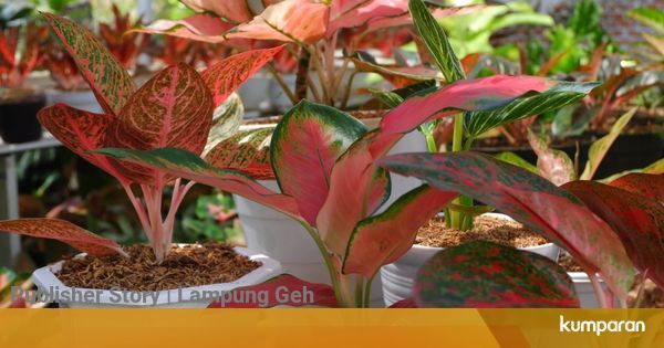 Berburu Tanaman Hias Aglonema di Lampung Timur: Harganya Capai Jutaan ...