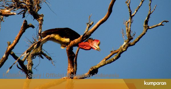 Populasi Enggang Gading Ini Ditemukan di Luar Wilayah Persebarannya ...