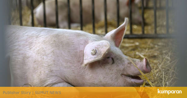 46.236 Babi di Sumut Mati Akibat Virus Hog Cholera dan Flu Babi Afrika ...
