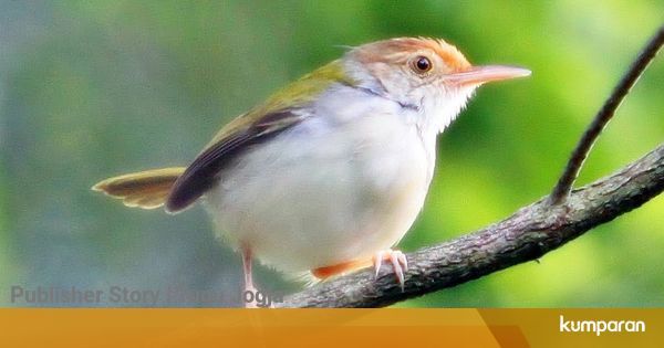 4 Mitos Jawa soal Binatang yang Dipercaya Oleh Masyarakat - kumparan.com