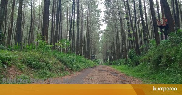 Hutan Pinus Semeru, Surga Tersembunyi Sang Pemburu Sunyi - kumparan.com