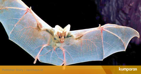 Upaya Konservasi Kelelawar Kalong Putih di Gorontalo - kumparan.com