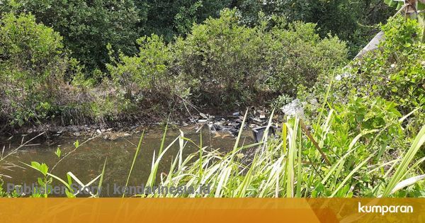 Mayat Pria Membusuk Ditemukan di Kawasan Hutan Bakau Teluk Kendari ...